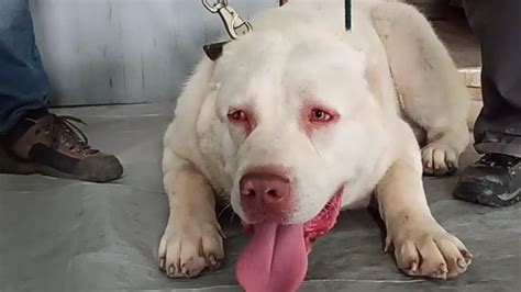 ქართული ნაგაზი და ალაბაი გამოფენა რუსთავში 10 04 21 🐾 Нагази и Алабай выставка Грузия Рустави