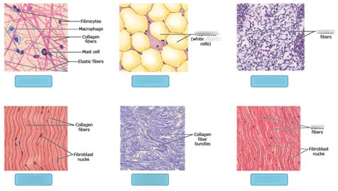 Art Labeling Activity Types Of Connective Tissue Proper Diagram Quizlet
