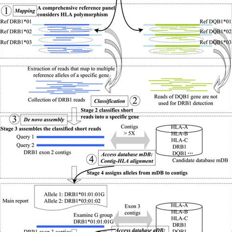 PDF HLAreporter A Tool For HLA Typing From Next Generation Sequencing Data