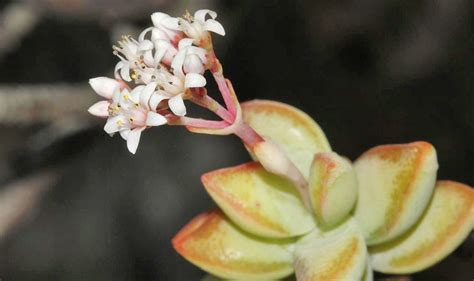 Crassula Rupestris Overberg Renosterveld Trust