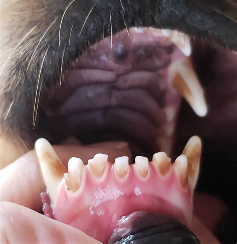 Periodontal Disease In Dogs Causes Symptoms Prevention And
