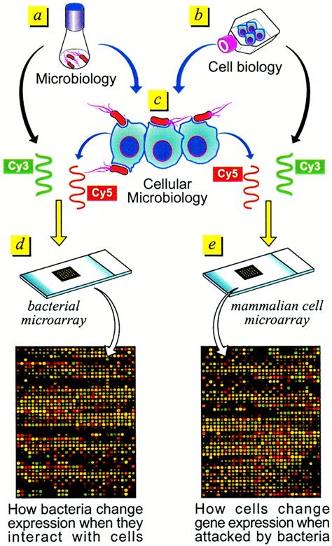 Pushing The Limits Of Cellular Microbiology Microarrays To Study