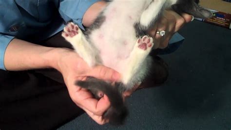 How To Determine The Gender Of Your Kitten Youtube