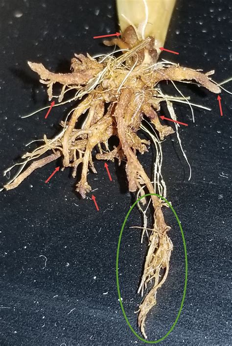 Co Horts Be Careful With Crabgrass Pre Emergent Herbicides