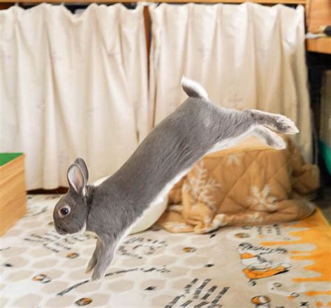 棚の上から大ジャンプ│うさぎのふうた