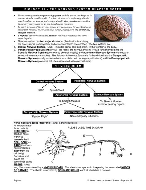 Cns Notes Of Cns BIOLOGY THE NERVOUS SYSTEM CHAPTER NOTES The Nervous System Is Our