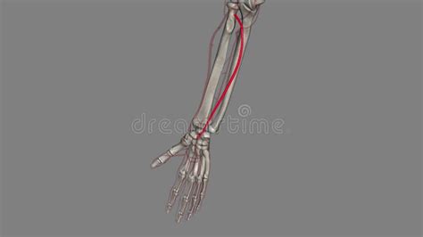 Ulnar Artery Ulnar Artery