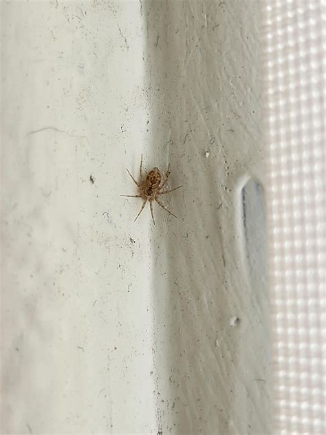 Any Idea What This Juvenile Spider Could Be R Spiders
