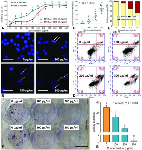 Cell Viability A DAPI Staining B Apoptotic Cell Counting For DAPI