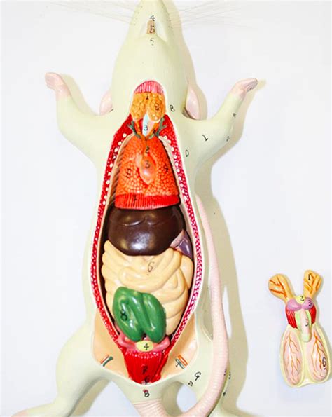 Rat Dissection Model Bioleap