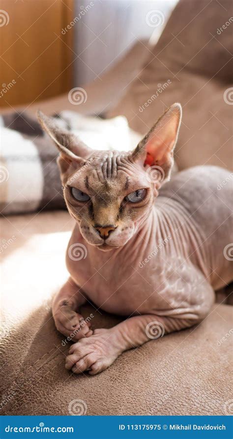 Portrait Of A Sphinx Cat Lying On The Couch Stock Image Image Of Naked Colorimage 113175975