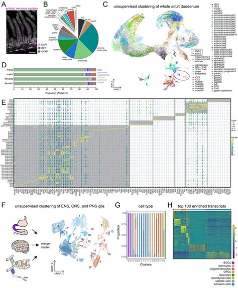 Enteric Glia Are A Unique Population Of Cells A Labeling The Enteric