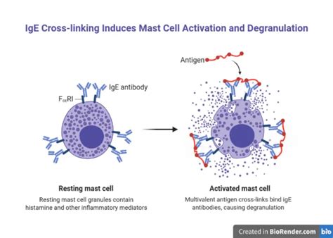 Ige Antibodies Structure Properties And Functions • Microbe Online