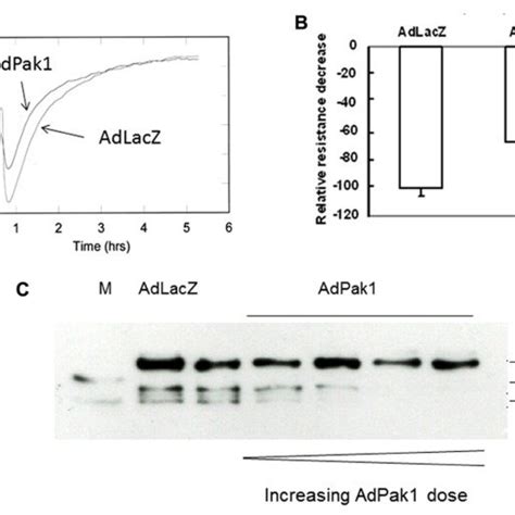 Endothelial Barrier Dysfunction Is Inhibited By Expression Of Download Scientific Diagram