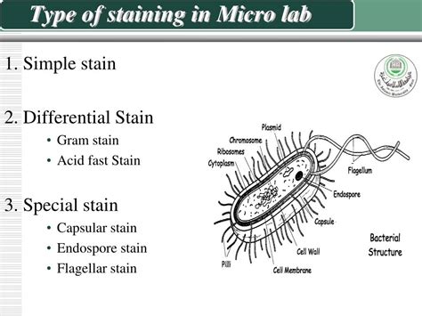 PPT Bacterial Stains PowerPoint Presentation Free Download ID 525569