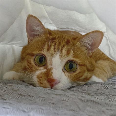 котэ прикольные картинки с кошками смешные картинки и другие