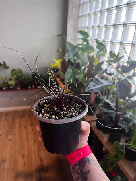 Alocasia ‘flying Squid Variegata Exotic Plants