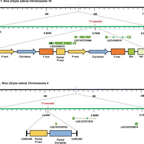 Schematic Diagram Of The Whole Structure And Arrangement Of Transgene
