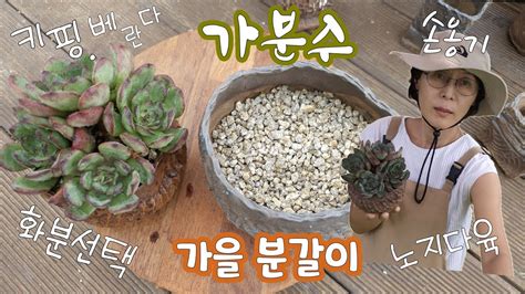 다육식물 🔰화분 마사 깔지 않고 분갈이 ️가을 분갈이 준비 Youtube