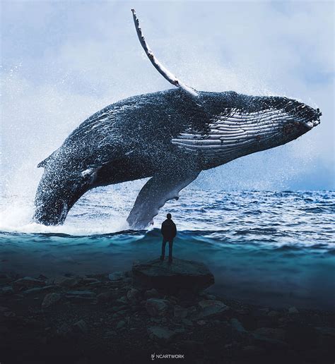 페이지 2 고래 Hd 바탕 화면 배경 화면 무료 다운로드 Wallpaperbetter