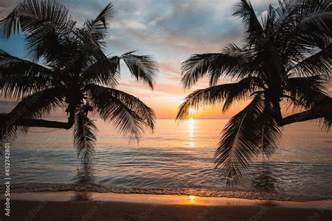 Beach Palm Trees Background