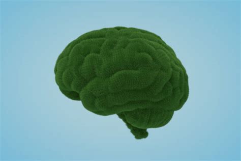 21,400+ Green Brain Stock Photos, Pictures & Royalty-Free Images - iStock