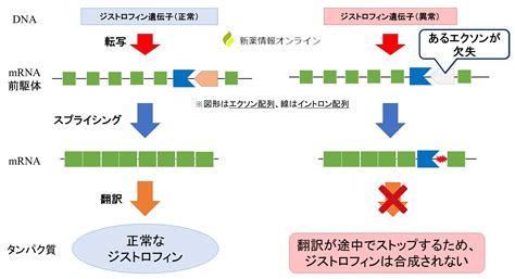 エレビジス（デランジストロゲン モキセパルボベク）の作用機序【筋ジストロフィー】 新薬情報オンライン