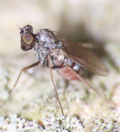 Medetera In Delaware Medetera Bugguide Net