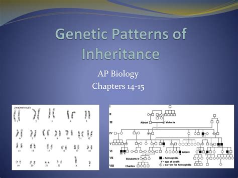 Ppt Ap Bio Thursday 3 17 11 Genetic Patterns Of Inheritance Powerpoint Presentation Id 3596042