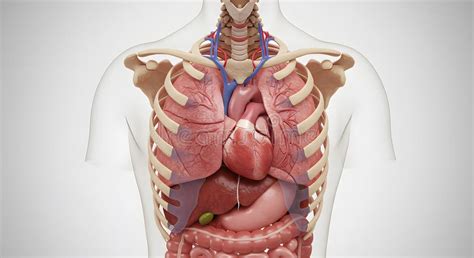 Human Anatomy Thorax Organs 3d Model Detailed Illustration Of